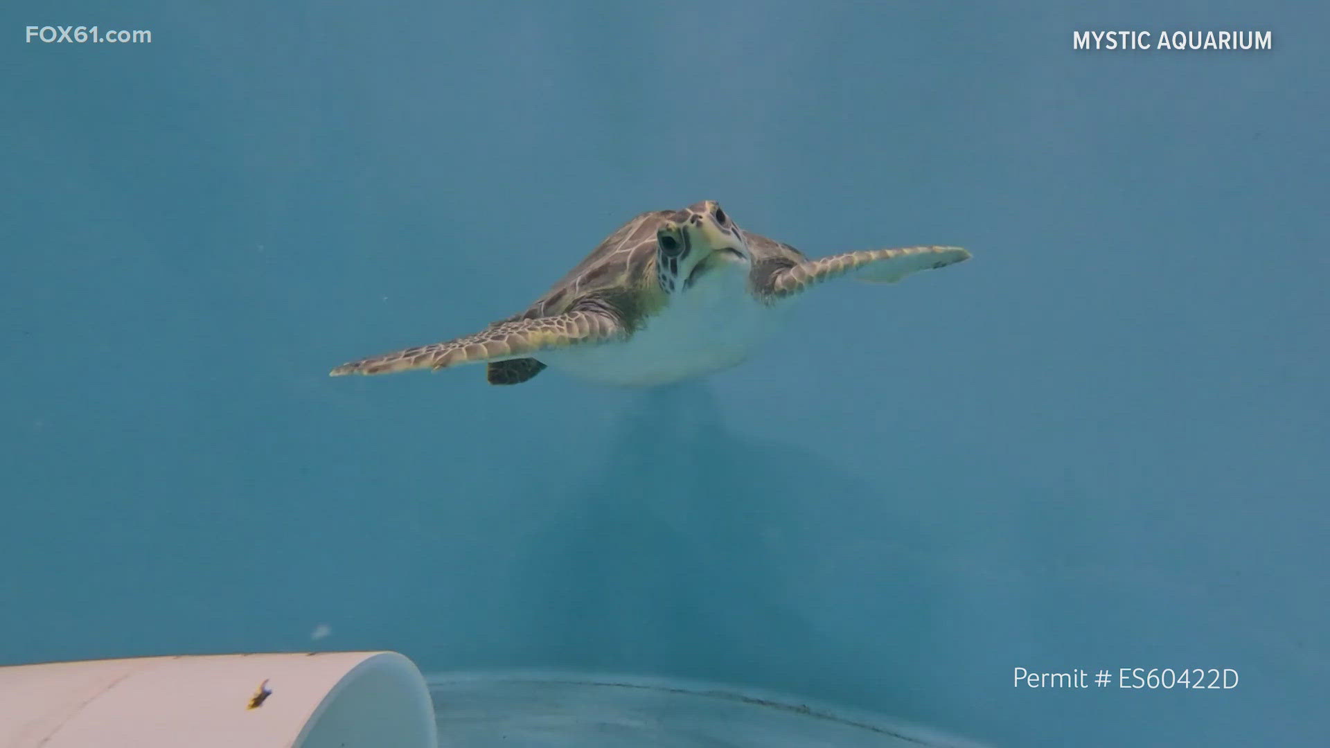 'Sunflower' the green sea turtle released into Atlantic Ocean by Mystic ...