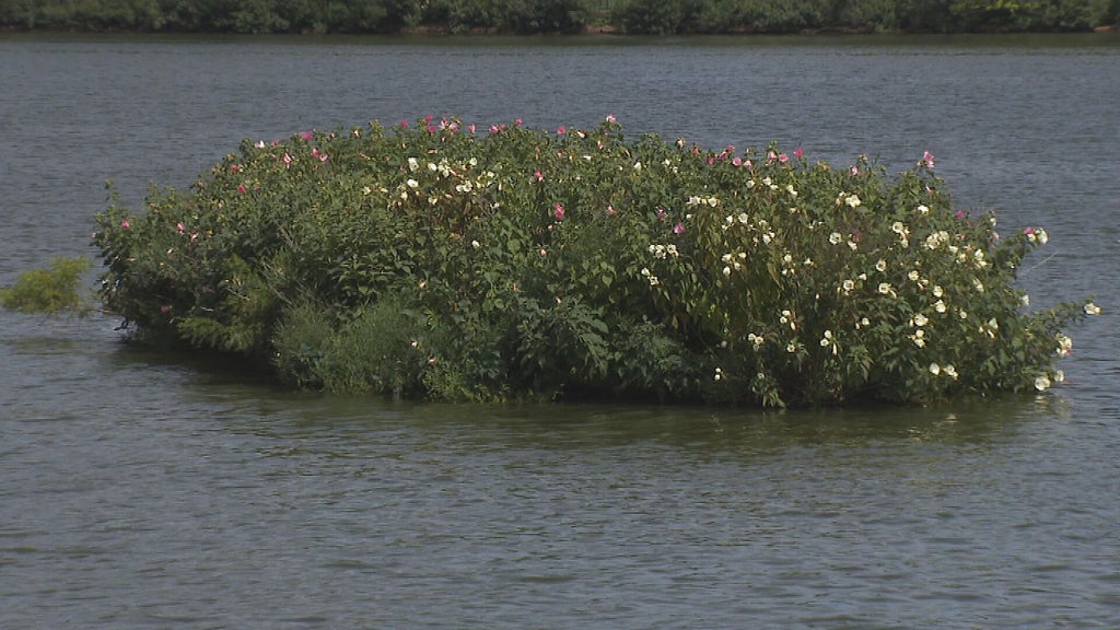 How a floating wetland serves an important role in the Charles River ...