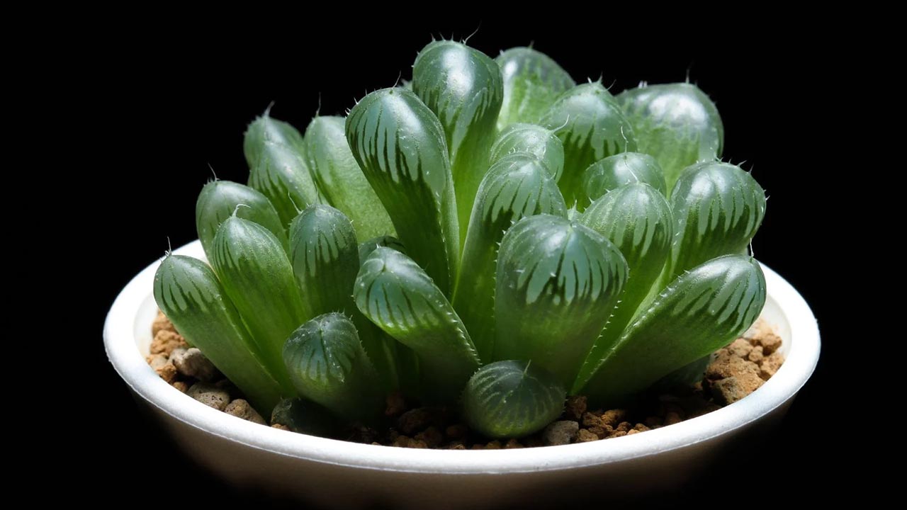 Succulents So Strange You'll Swear They're from Another Planet