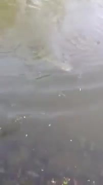 Little Girl Catches Huge Fish
