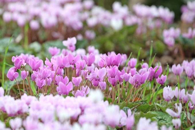Top 10 plants to grow in dry shade gardens