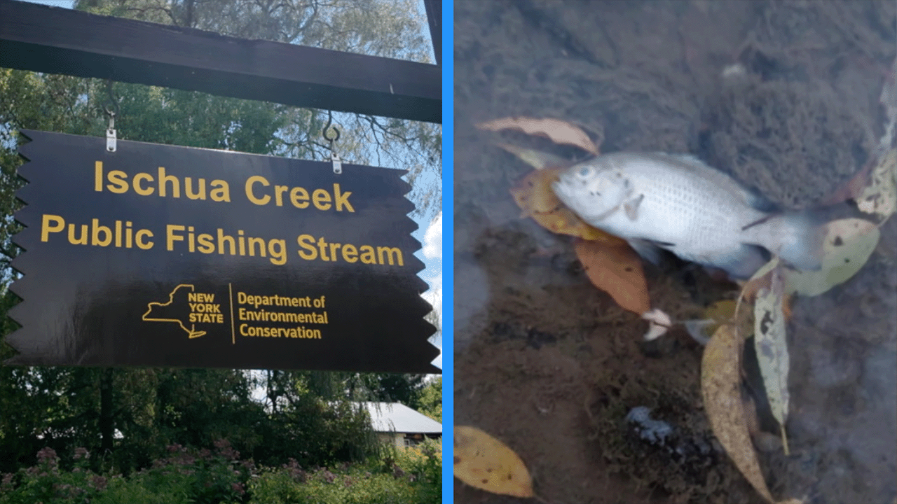 'It's concerning': Large fish kill along Ischua Creek in Cattaraugus ...