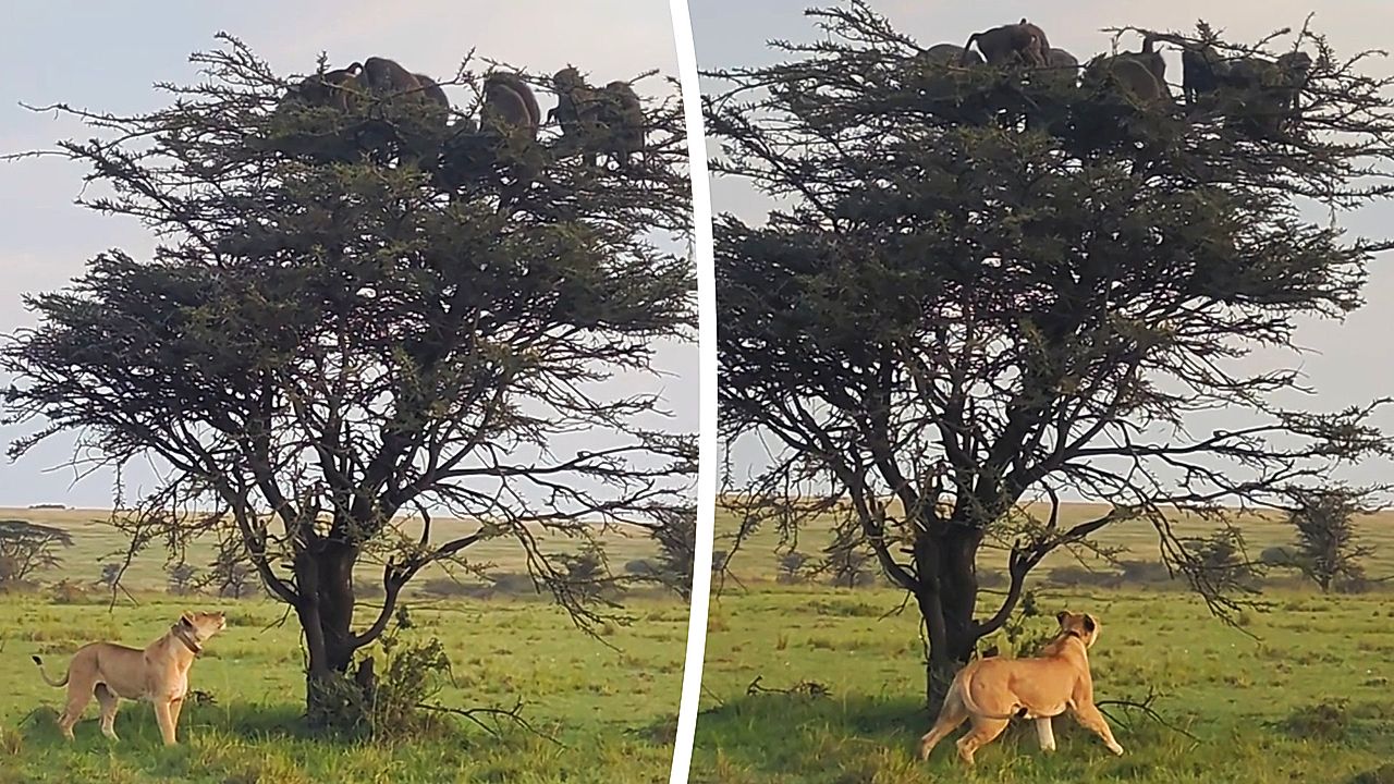 No escape! Hungry lioness traps troop of baboons up tree for an hour in ...