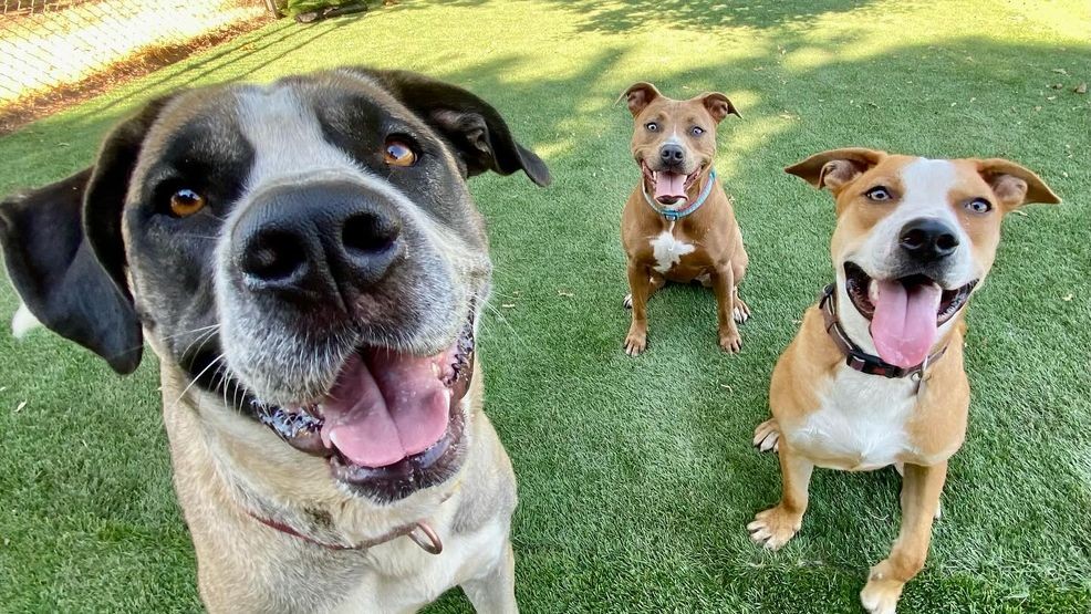 Chico Animal Shelter extends no-fee adoptions through September amid ...