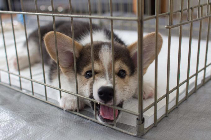 26 Adorable Corgi Pictures That Will Make You Want One