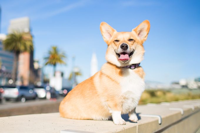 26 Adorable Corgi Pictures That Will Make You Want One