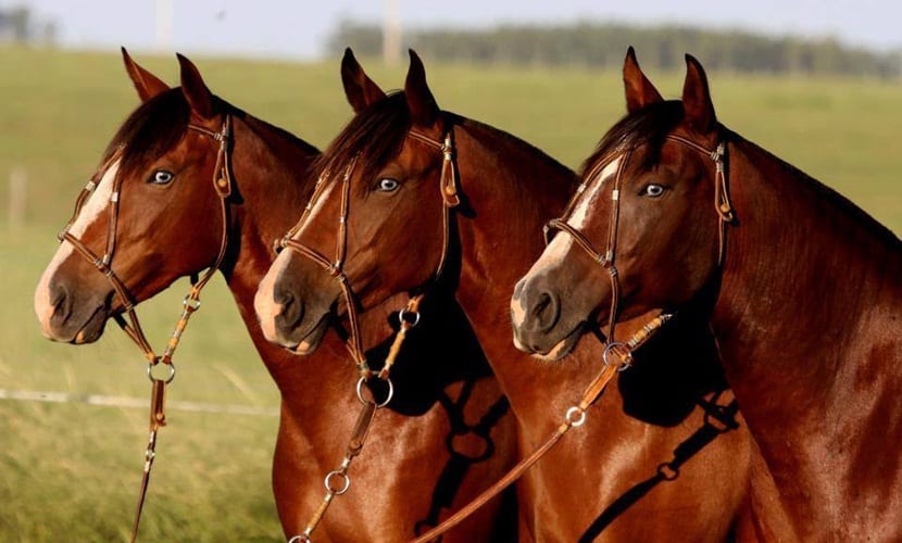 Guía experta para comprar tu primer caballo: pasos, señales de alarma y ...