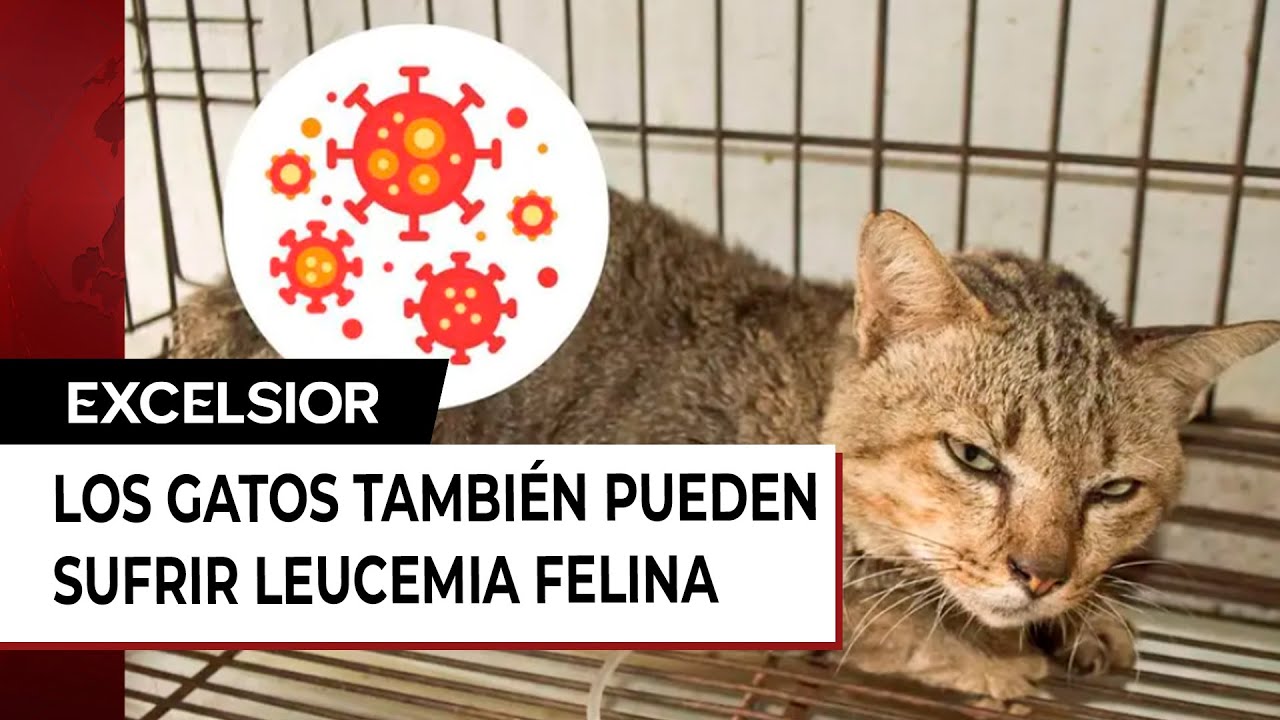 Los gatos también padecen leucemia, conoce las causas, tratamiento y ...