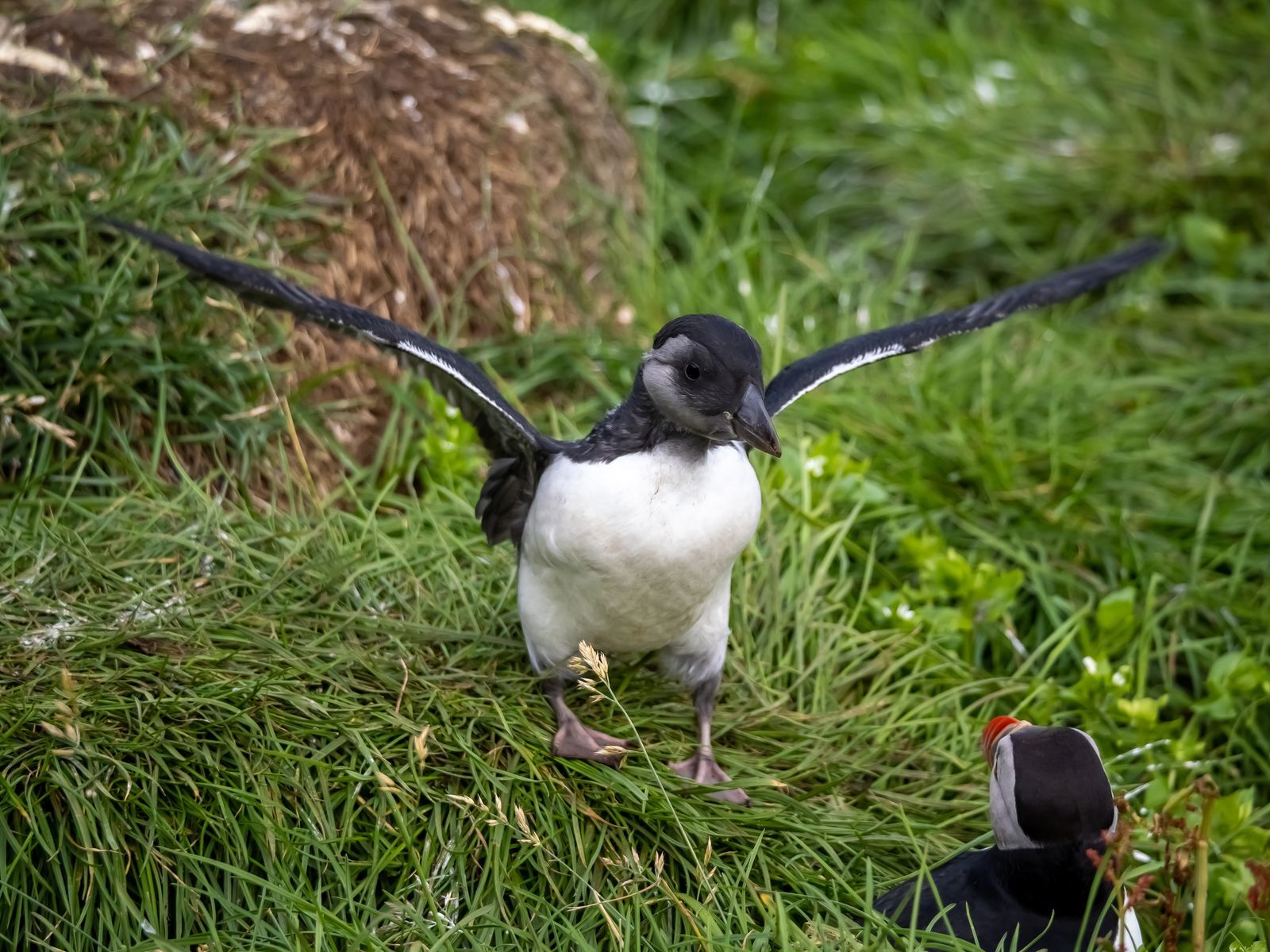 Puffling Season: From France to Canada, where to see pufflings take ...