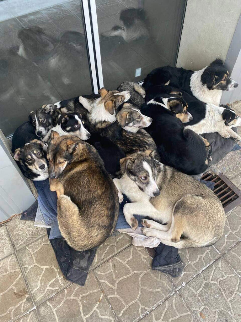 12 On Your Side Investigates: What do SRS radioactive wasp nests tell us?