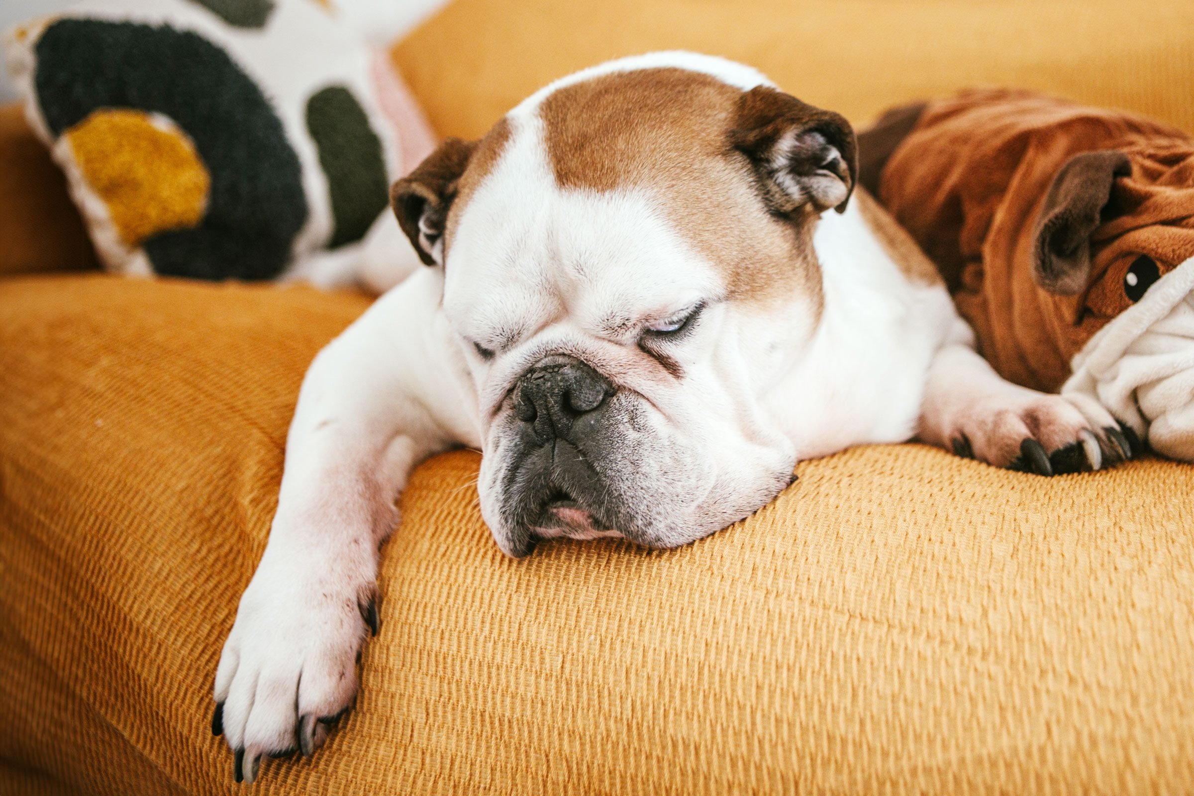 20 Lazy Dog Breeds That Are Expert Nappers