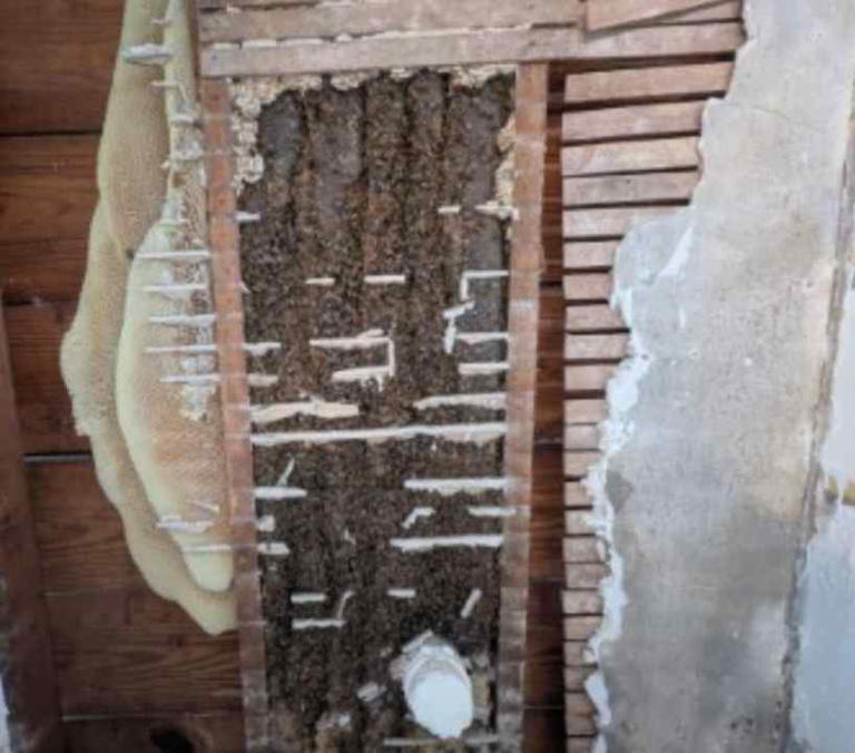 ‘It was something to see’: 40k bees, gallons of honey removed from home