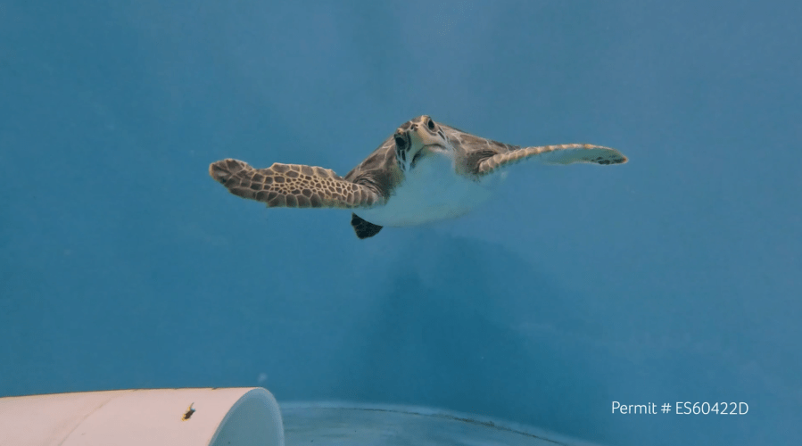 Mystic Aquarium releases rehabilitated sea turtle at RI beach