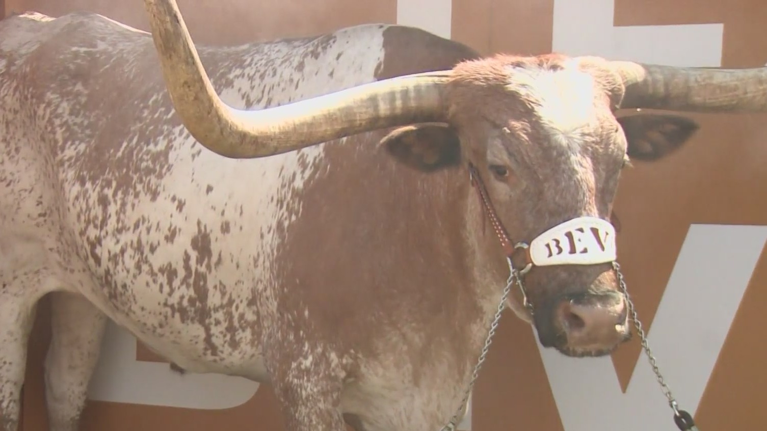 Bevo will not travel to Ohio for the Longhorns’ showdown against the ...