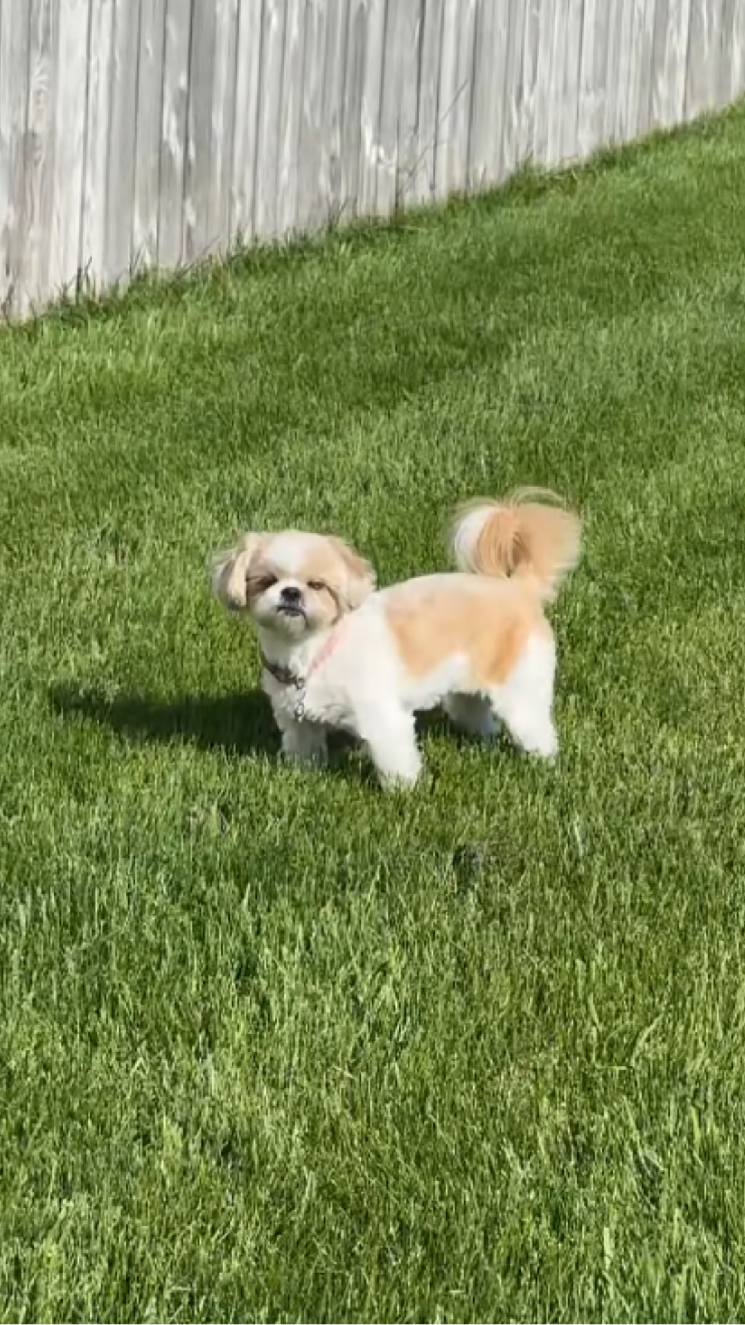 Good Morning from This Adorable Dog