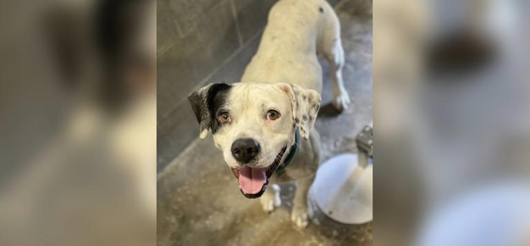 Bradford County Animal Services waive adoption fees for animal adoption ...