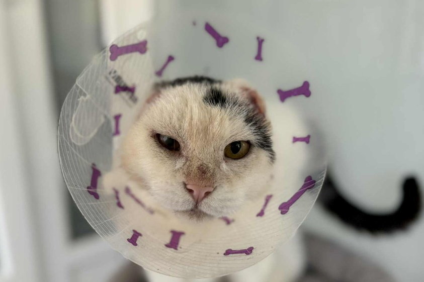 Stray cat who lost ears to sun damage now searching for loving home
