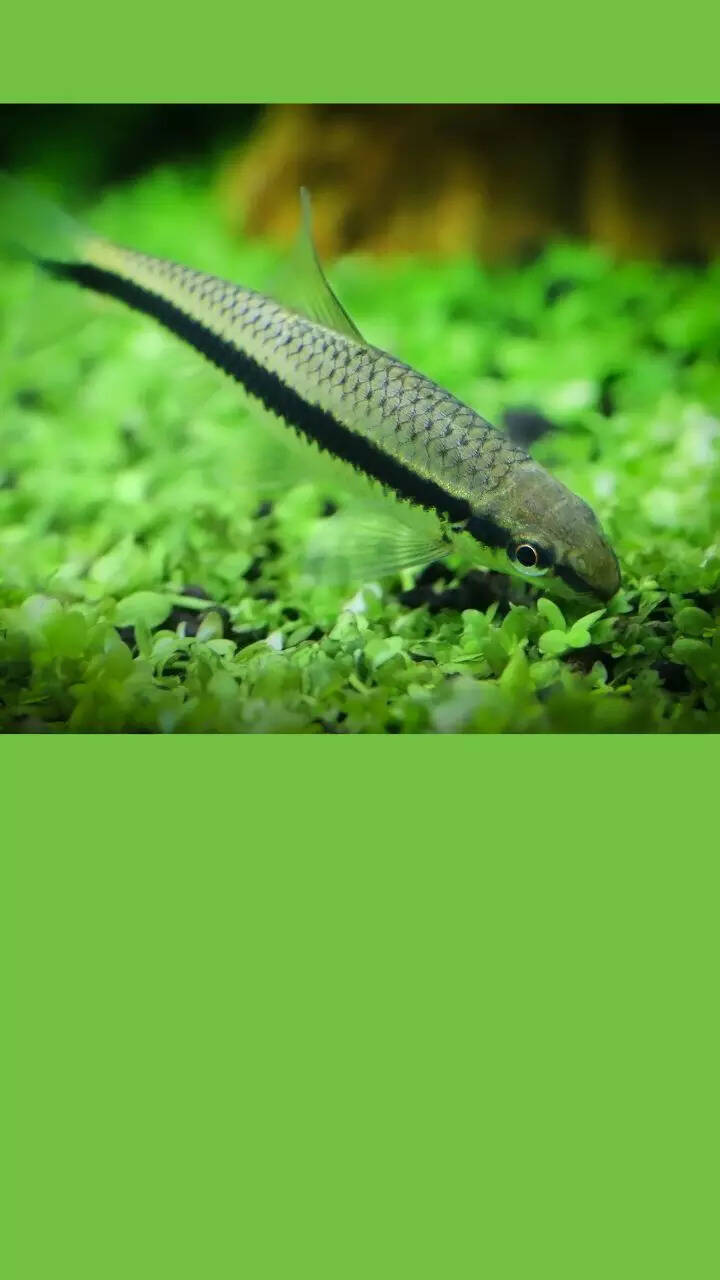 10 beautiful fish and aquatic pets that help in cleaning the tank