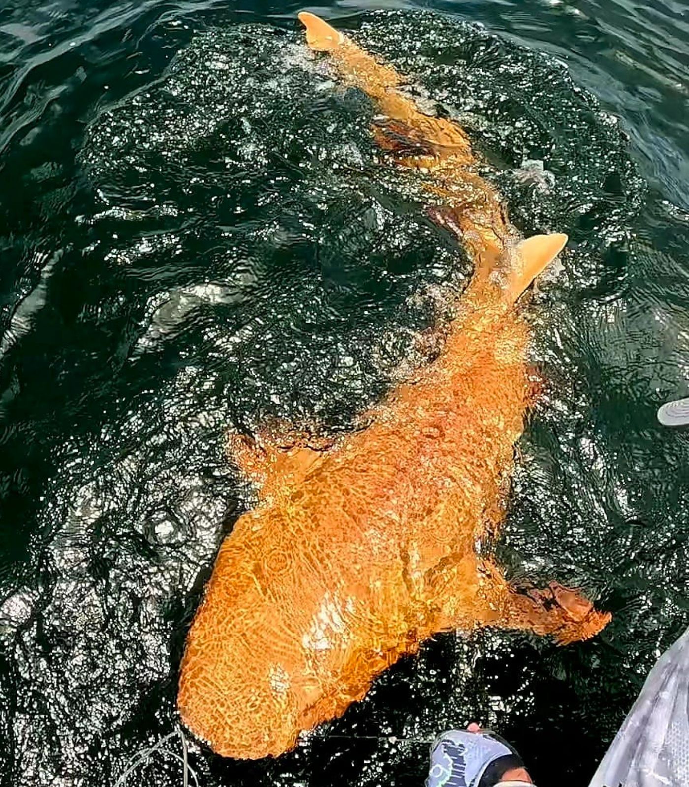 El tiburón más raro jamás visto: Descubren un rarísimo tiburón naranja ...