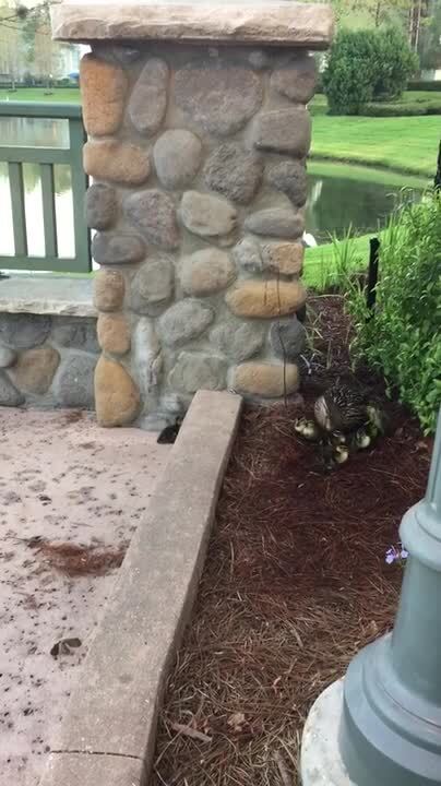 Follow Me Little Ducklings