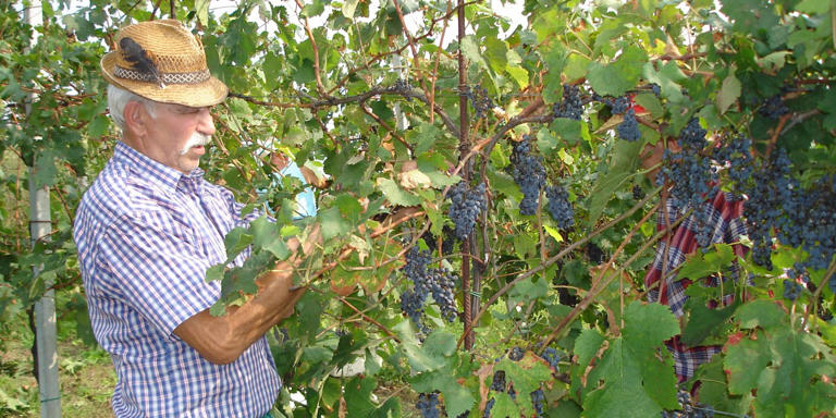 Italy's September festivals: food, folk and harvest
