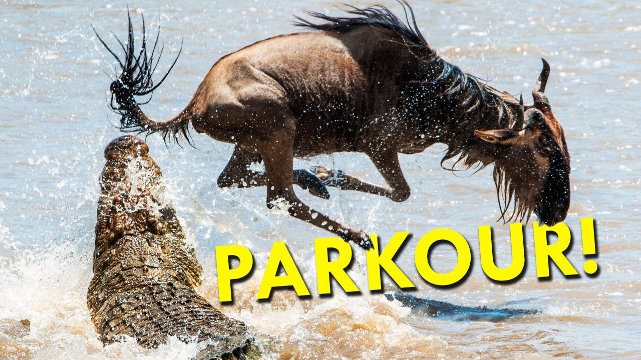These Animals Never Stop Moving. Why? Crocodiles.