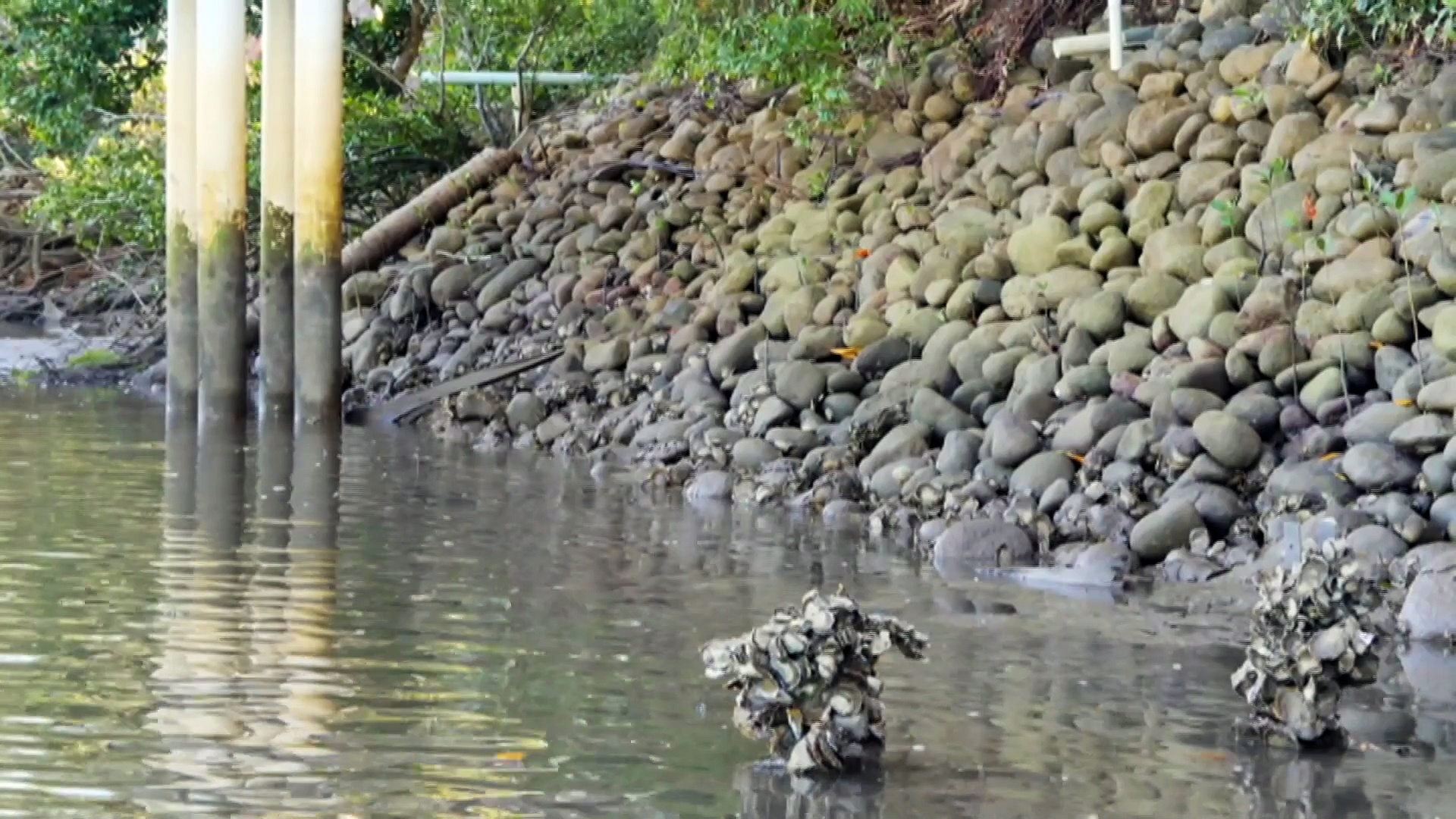 Oysters harnessed in fight to save Great Barrier Reef