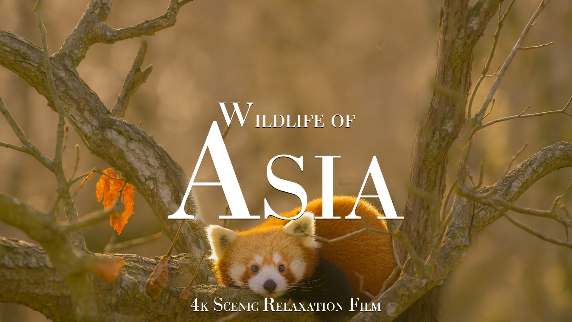 What Animals of Asia Look Like – Captured in 4K