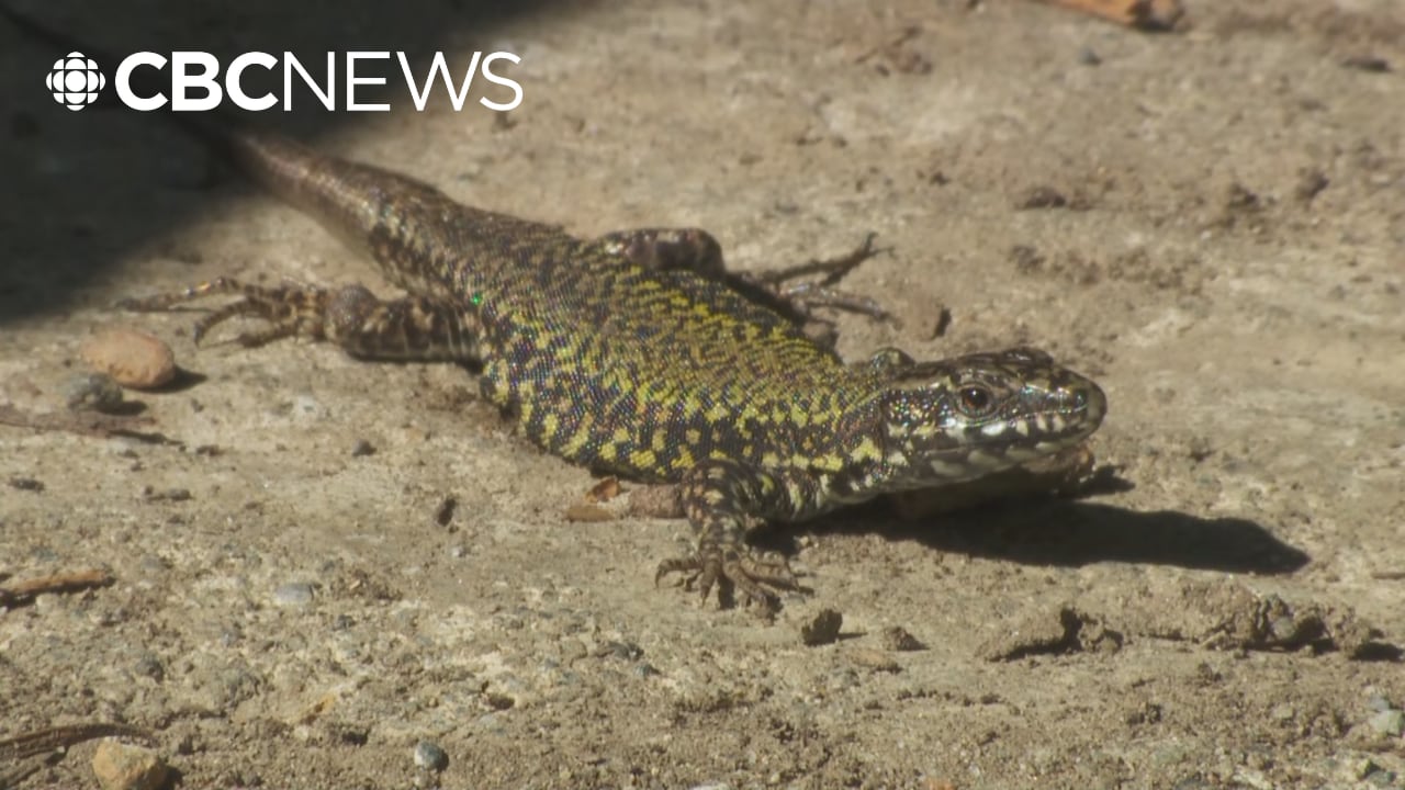 European wall lizard adapting and spreading on Vancouver Island