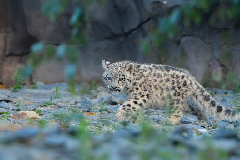 Rare snow leopard cub makes historic first appearance at Chester zoo