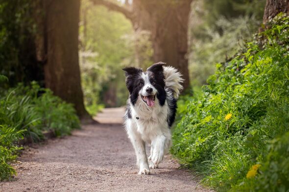 The top 7 best behaved dog breeds according to a behaviourist