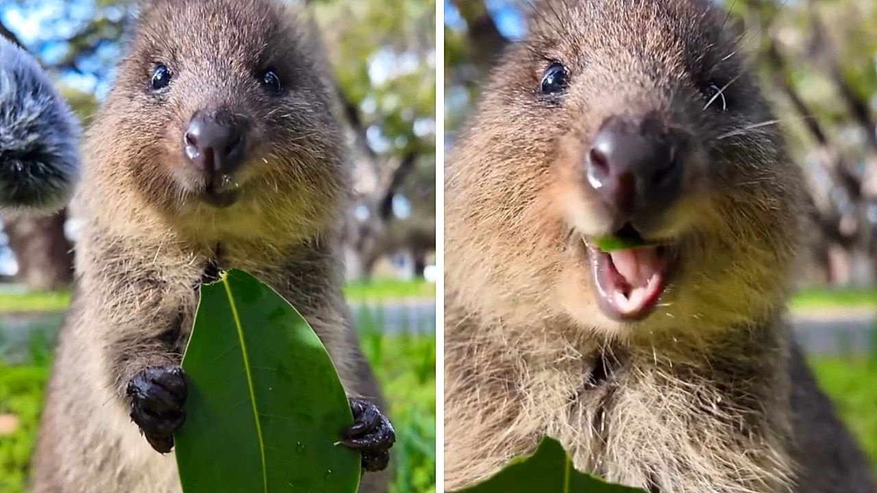 Einfach happy: Überglückliches Quokka beim Naschen erwischt