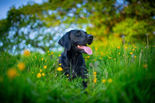 The top 7 best behaved dog breeds according to a behaviourist