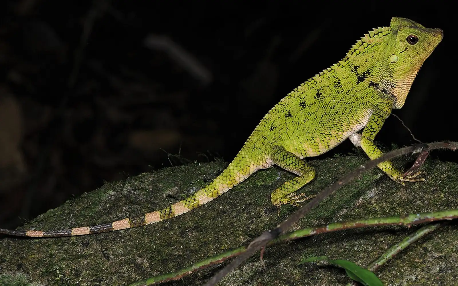 Pet shop owner fined RM20,000 for keeping exotic lizards