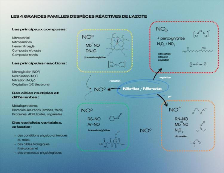 Pourquoi les nitrites dans la charcuterie augmentent le risque de ...