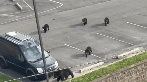 'She's Huge!': Family Go Wild For Mama Bear and Her Four Cubs