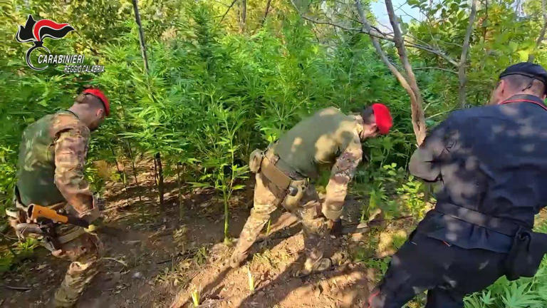Arrestato mentre irrigava una coltivazione di canapa indiana: decine di ...