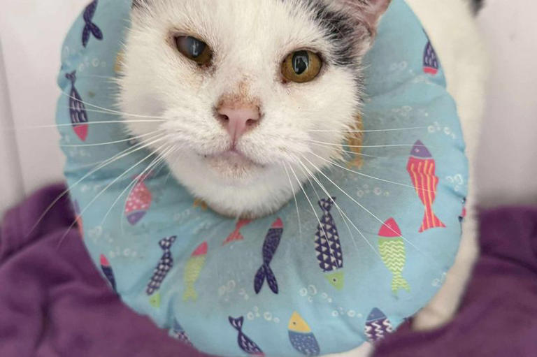 'Sweet' cat who needed ears removed due to sun damage now looking for ...