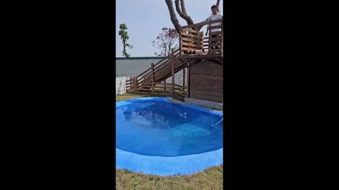 China: Mini Pigs Dive Into Pool, Show Off Swimming Skills in Zhejiang