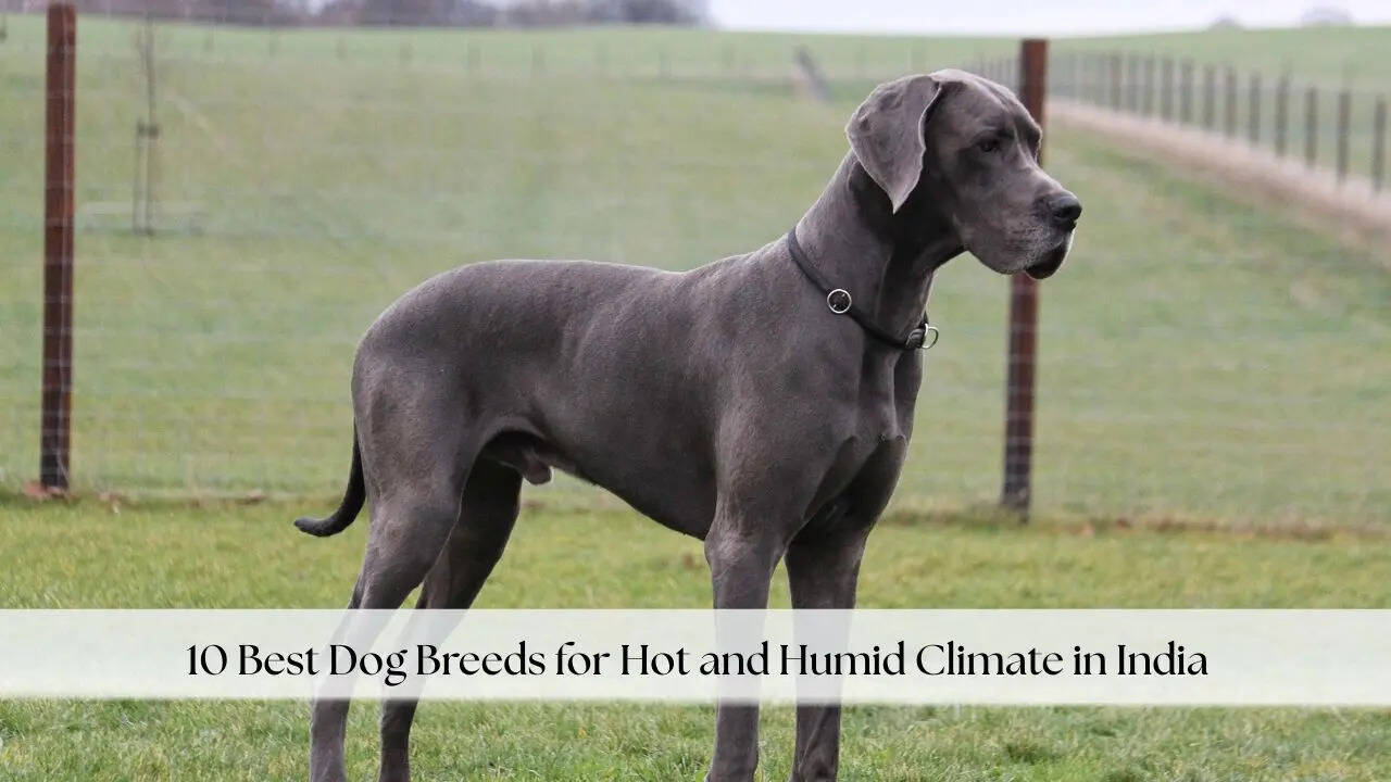 10 Best Dog Breeds for Hot and Humid Climate in India