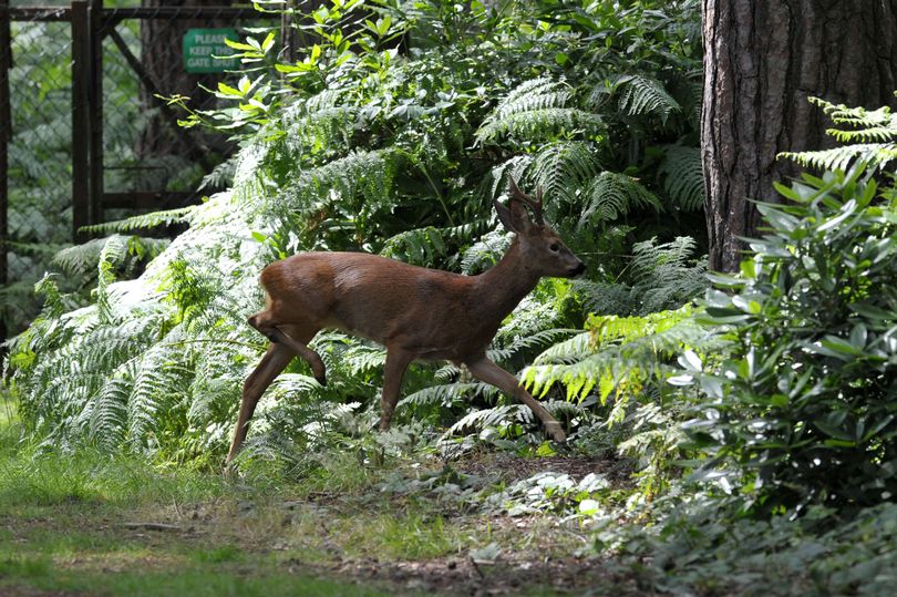 Surrey dog warning after fatal deer attack in Farnham Park