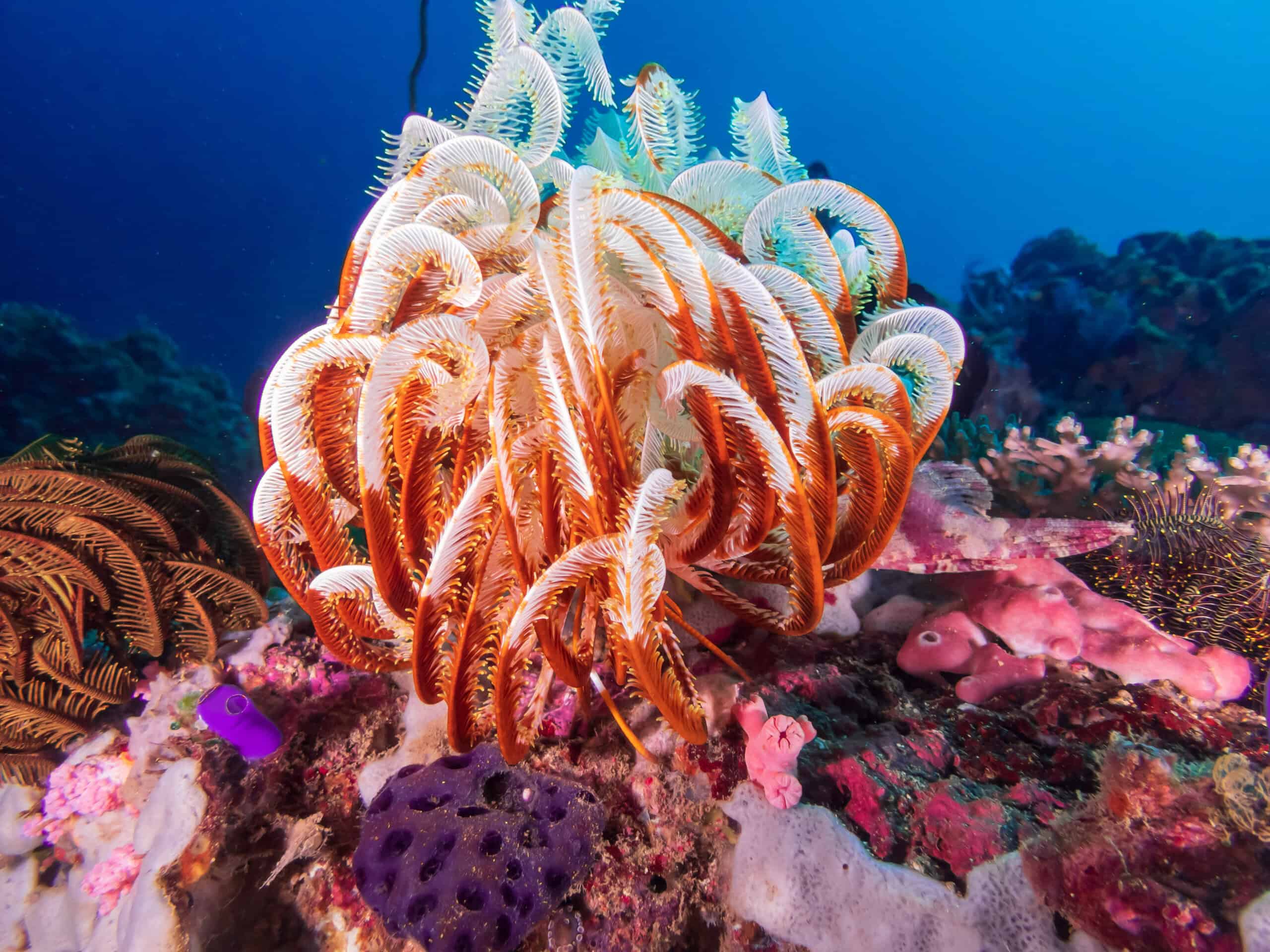 The Feather Star with 20 Arms that Looks Like a Strawberry