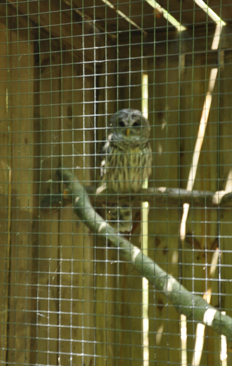 Raptor Hallow Sanctuary takes flight at new Alliance location