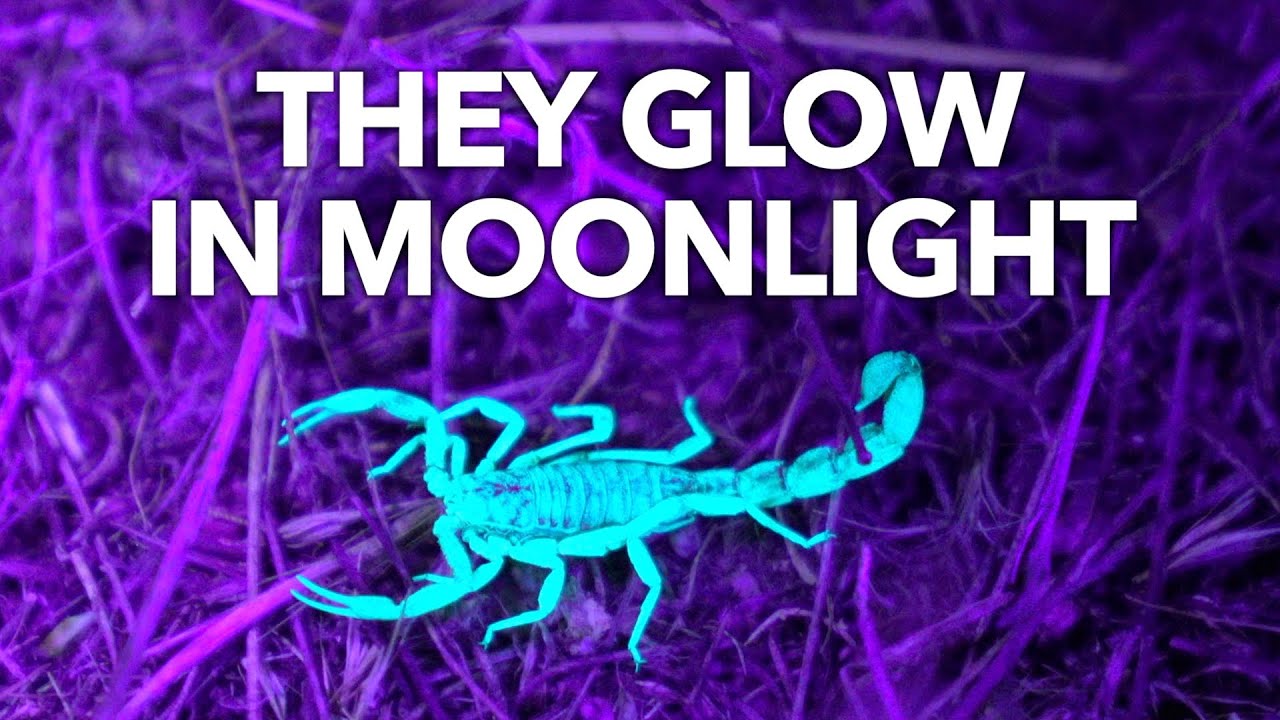 The Strange Reason Scorpions Shine Under Moonlight