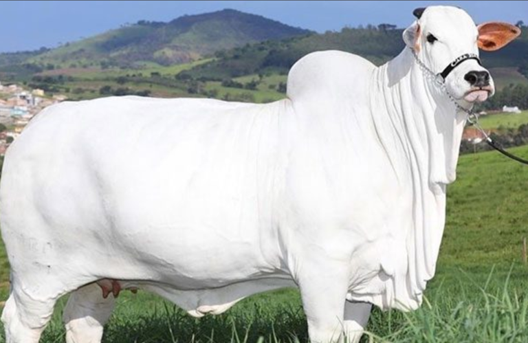 Living the life: The Indian origin cow that broke the world record for ...