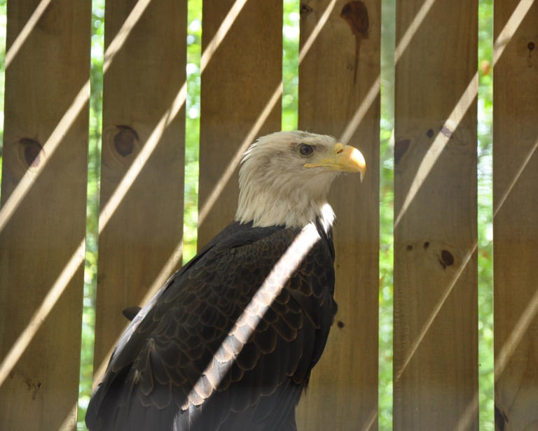 Raptor Hallow Sanctuary takes flight at new Alliance location