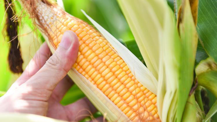 US farmers battle unpredictable weather to save corn crops