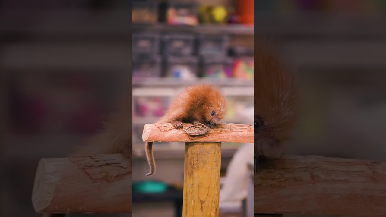 Meet an adorable baby prehensile tailed porcupine up close
