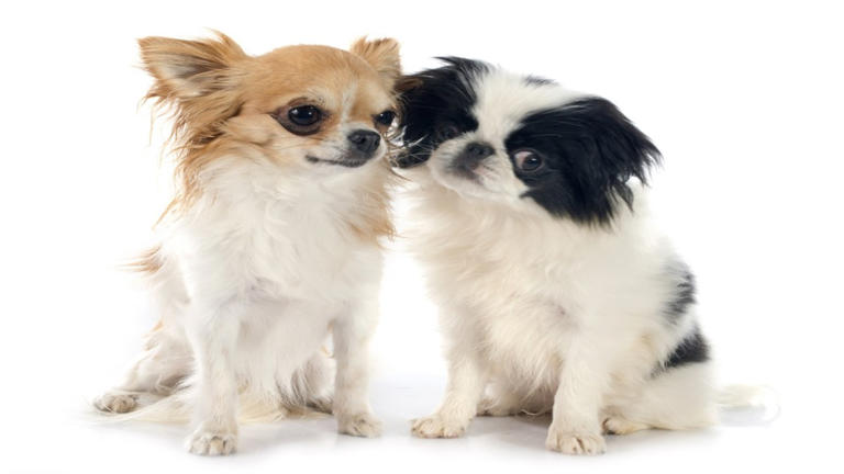 5 Dog Breeds That Are Basically Forever Puppies, Experts Say