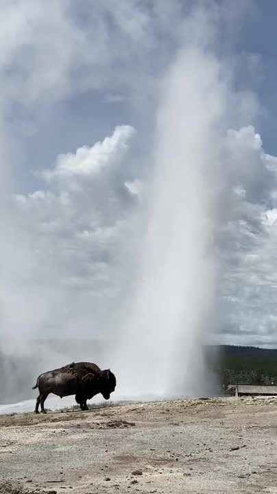 Buffalo Stands Under Shower of Old Faithful Geyser Eruption at ...